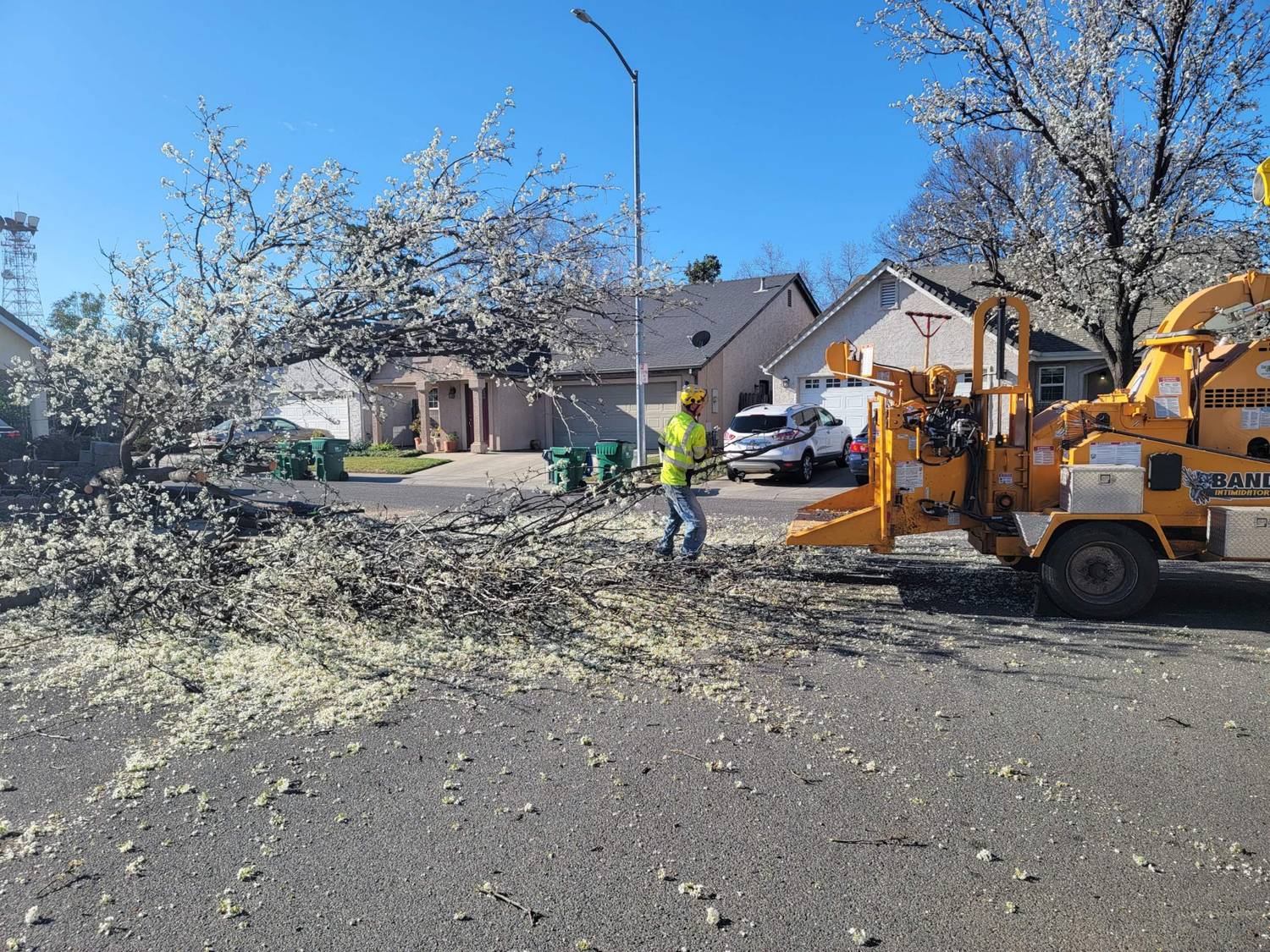 Tree Removal & Stump Grinding Service | Tree of Eden Tree Service Chico, CA