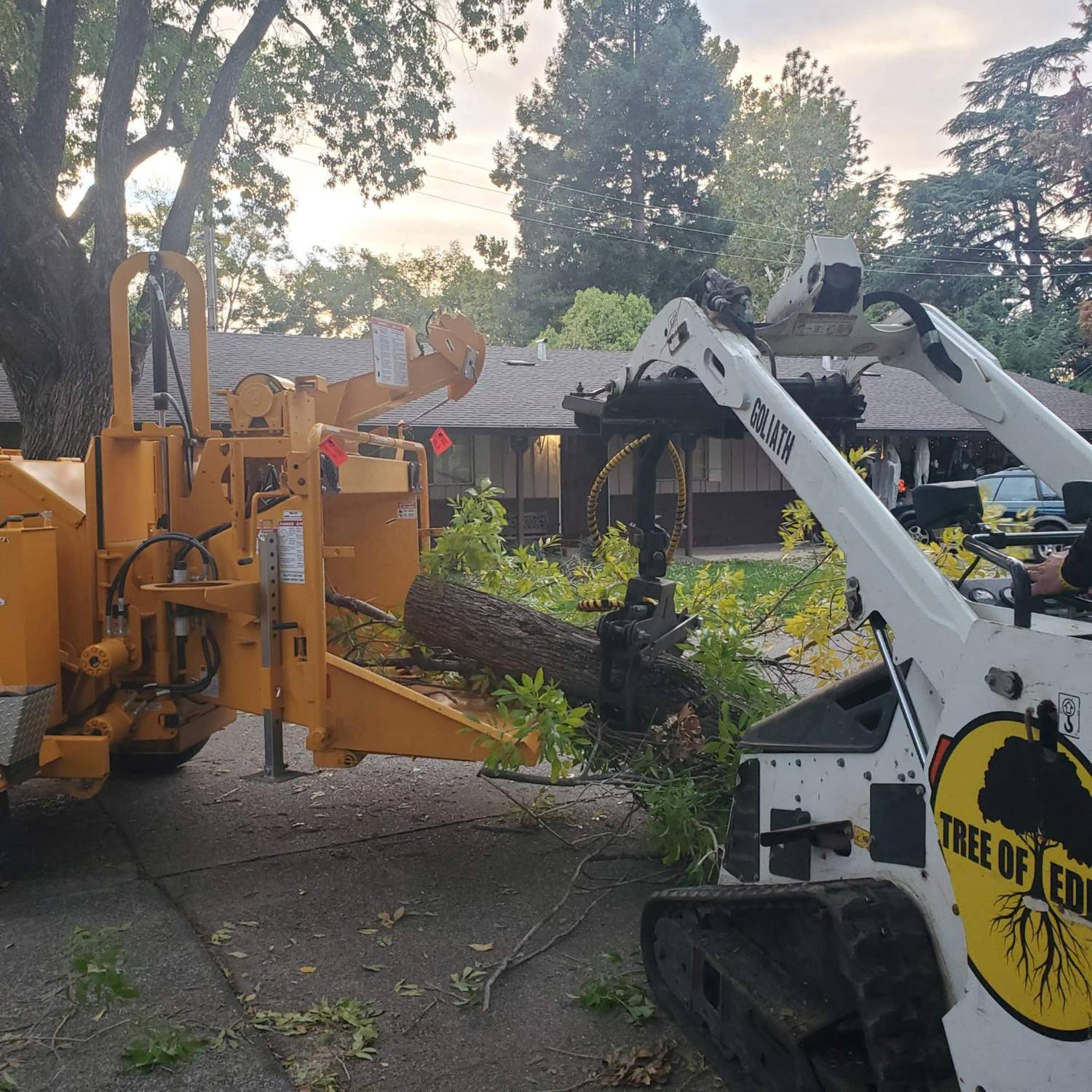 Tree Removal & Stump Grinding Service | Tree of Eden Tree Service Chico, CA