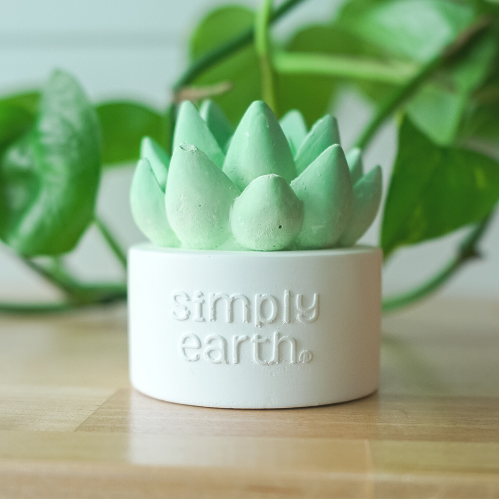 Essential Oil Succulent Diffuser
