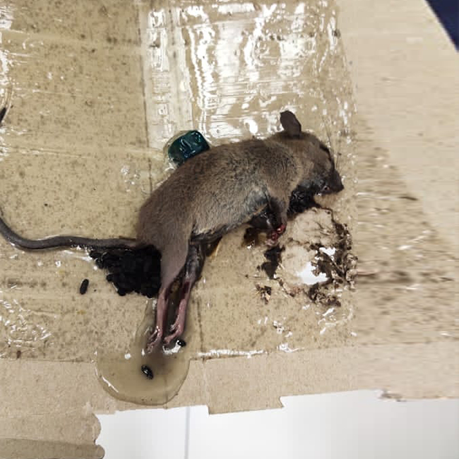 Trusted Pest Control Service in KL and JB | One Stop Pest Control