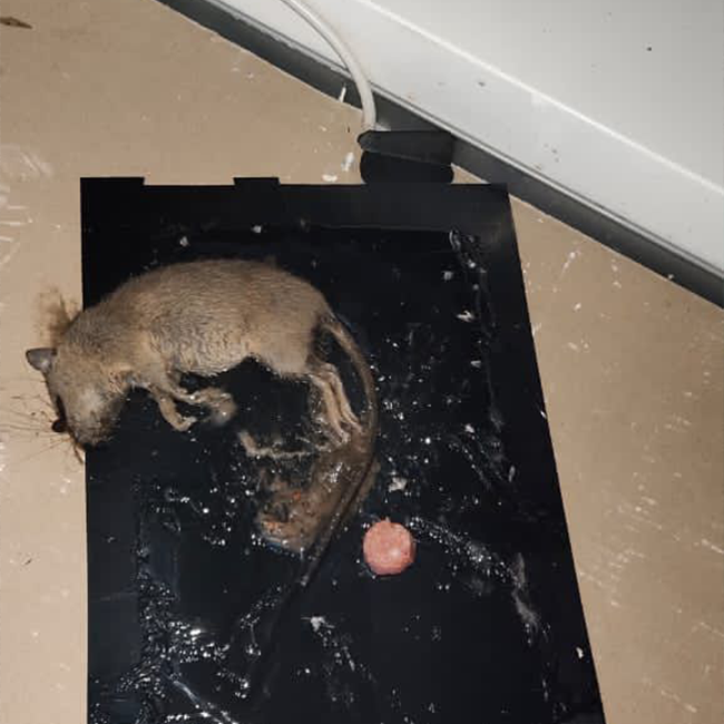 Trusted Pest Control Service in KL and JB | One Stop Pest Control