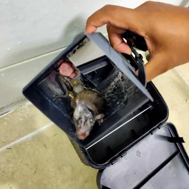 Trusted Pest Control Service in KL and JB | One Stop Pest Control