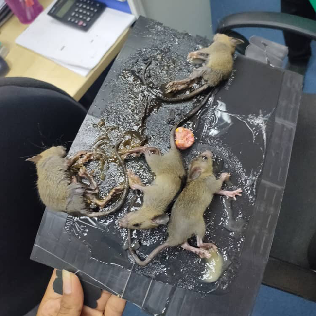 Trusted Pest Control Service in KL and JB | One Stop Pest Control