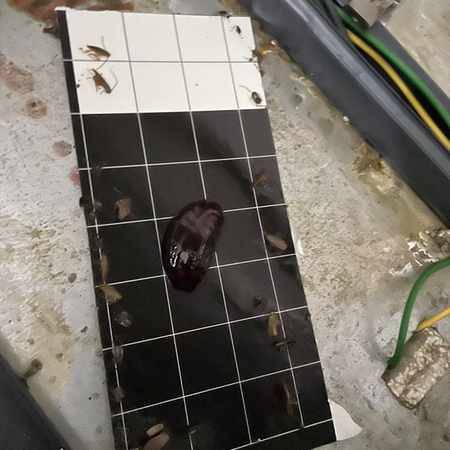 Trusted Pest Control Service in KL and JB | One Stop Pest Control