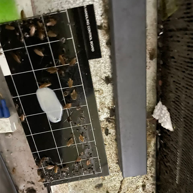 Trusted Pest Control Service in KL and JB | One Stop Pest Control